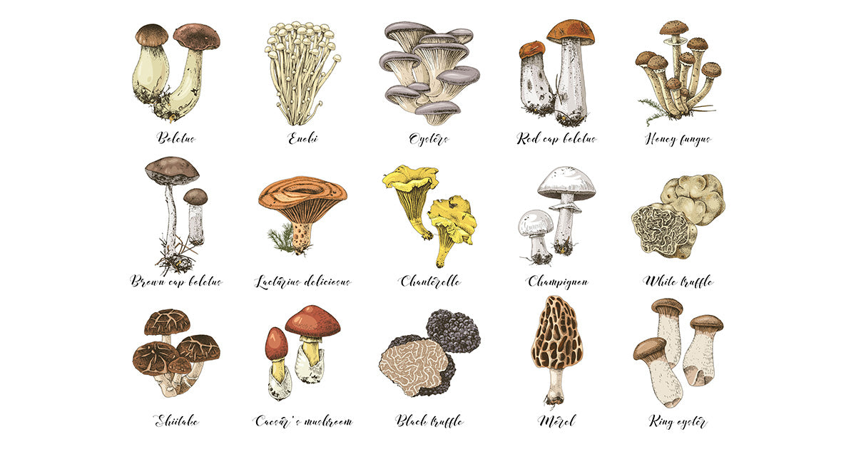CBD, CBN, CBG, CBC Products - Functional Mushrooms |- TRBC