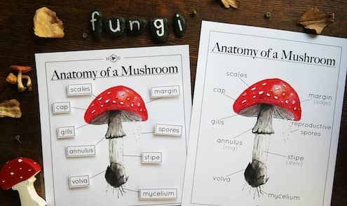Anatomy of a Mushroom - Everything you need to know- TRBC